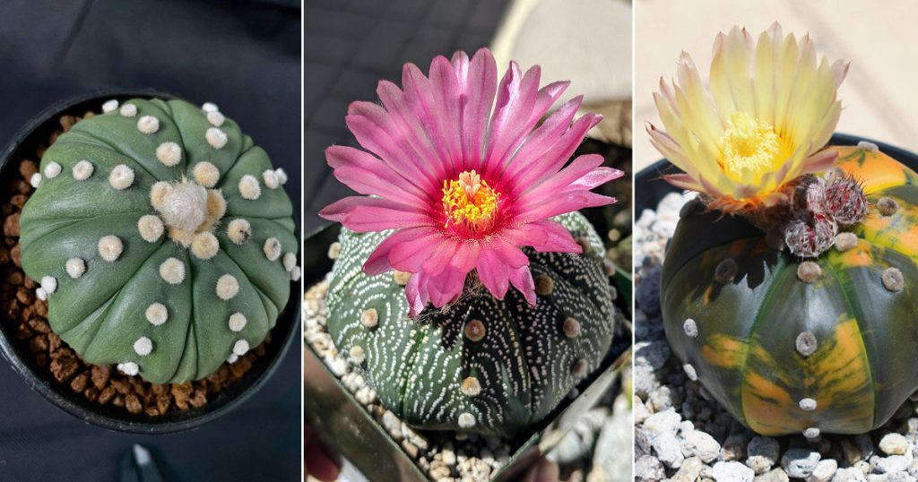 10 Best Astrophytum Asterias Varieties - Succulent Garden Web