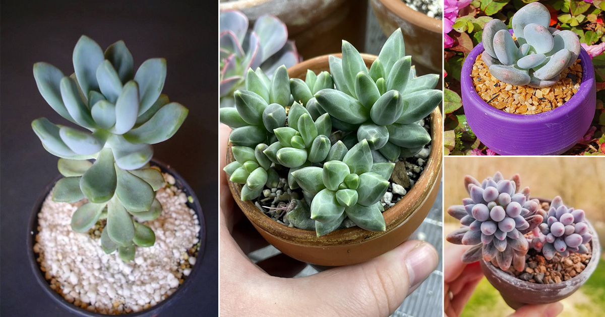 22 Best Types of Pachyphytum - Succulent Garden Web
