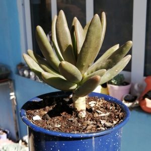 22 Best Types of Pachyphytum - Succulent Garden Web