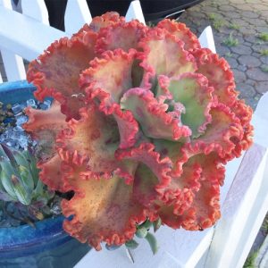 36 Attractive Red Succulents - Succulent Garden Web
