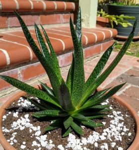 19 Succulents that Look Like Aloe - Succulent Garden Web