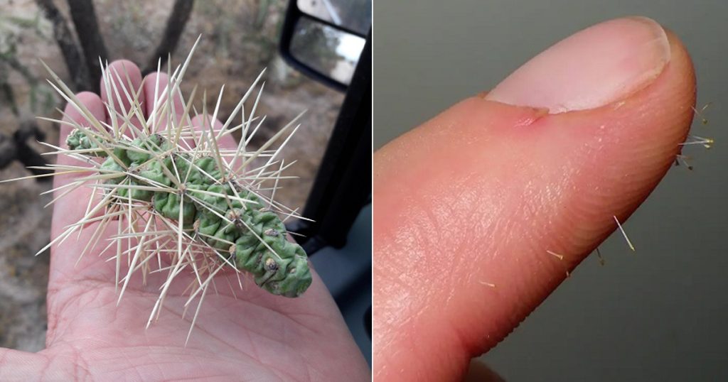 How Long Does it Take for Cactus Needles to Dissolve? - Succulent ...