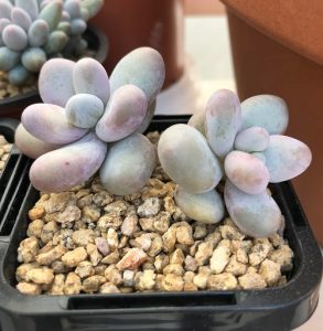 14 Best Round Succulents - Succulent Garden Web