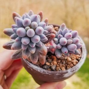 22 Best Types of Pachyphytum - Succulent Garden Web