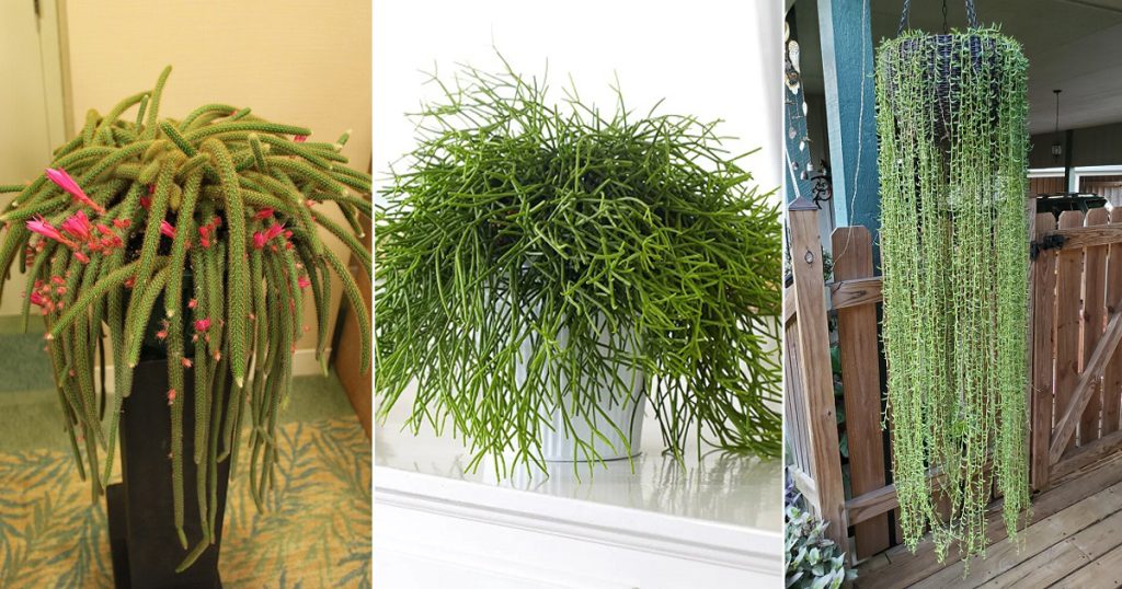 Home - Succulent Garden Web