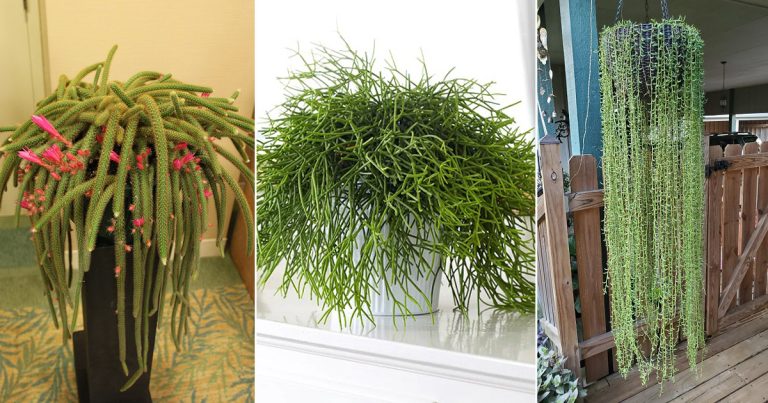 Indoor Succulents Archives - Succulent Garden Web