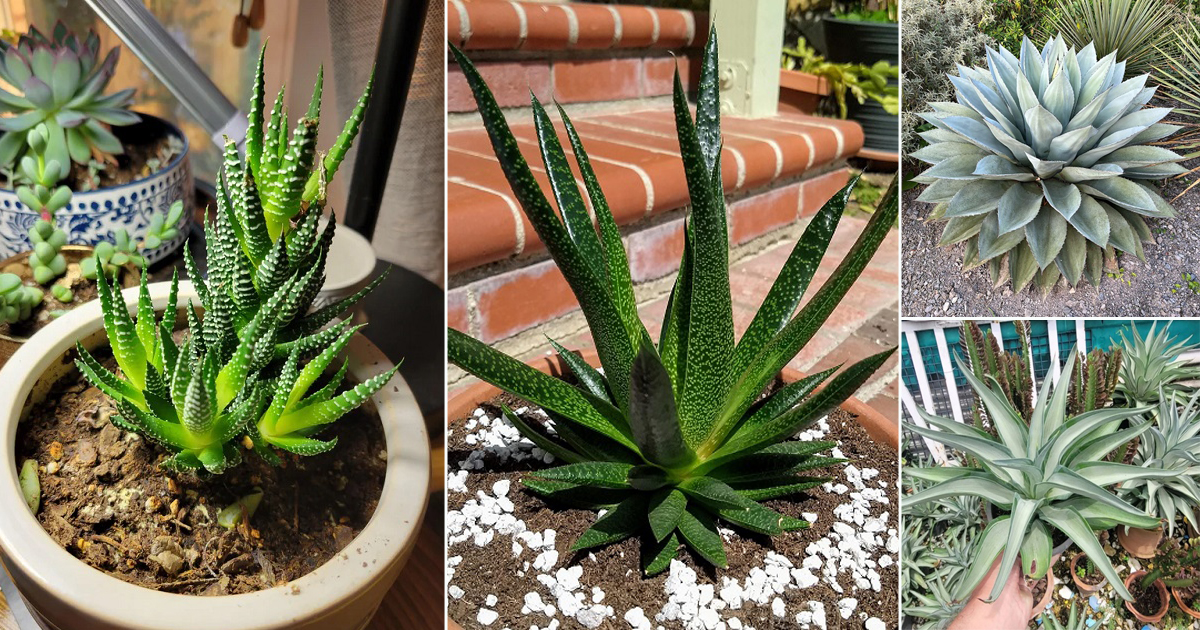40+ Plants that look like aloe vera: Ultimate Collection