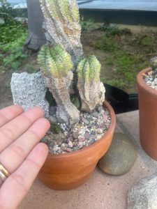 Reasons and Solutions of Cactus Corking - Succulent Garden Web