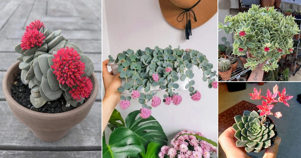 19 Beautiful Succulents With Pink Flowers – Succulent Garden Web