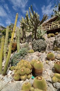 Are Cacti Poisonous? Safety Tips and Useful Information - Succulent ...