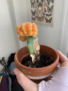 How to Tell if Your Cactus is Dying: Signs and Solutions - Succulent ...
