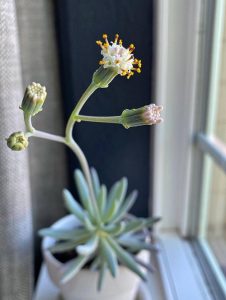 19 Succulents With White Flowers - Succulent Garden Web