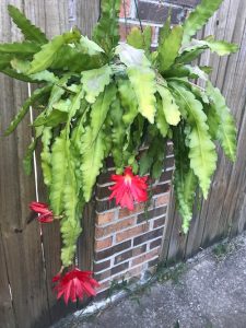 17 Attractive Succulent Plants with Red Flowers - Succulent Garden Web