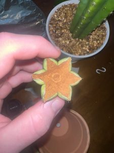 10 Surprising Cactus Plant Benefits for Skin - Succulent Garden Web