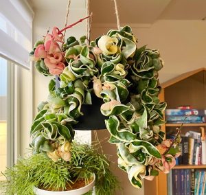 37 Best Hanging Succulents - Succulent Garden Web