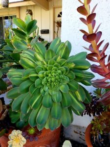How Big Do Succulents Grow? (A Simple Answer) - Succulent Garden Web