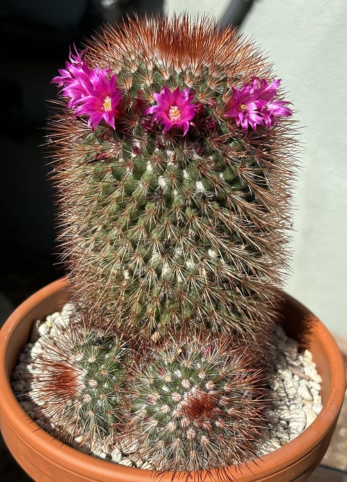 17 Attractive Succulent Plants with Red Flowers - Succulent Garden Web