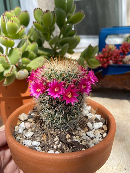 17 Attractive Succulent Plants with Red Flowers - Succulent Garden Web