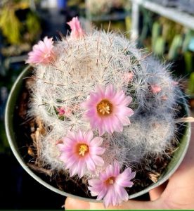 16 Best Flowering Cactus Plants - Succulent Garden Web