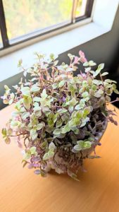 Callisia Repens Care and Growing Guide - Succulent Garden Web