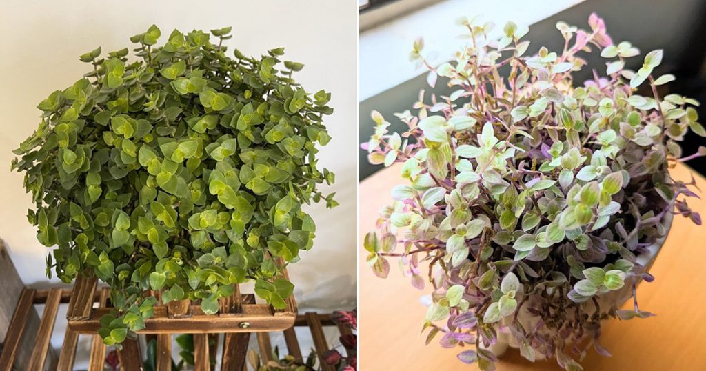 Callisia Repens Care and Growing Guide - Succulent Garden Web