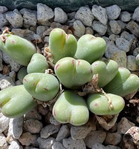 Beautiful Succulents That Look Like Lips - Succulent Garden Web