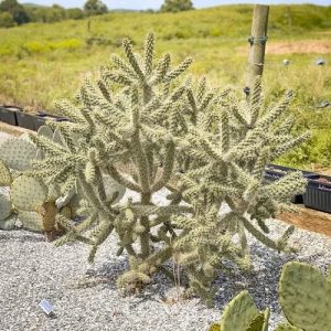 Top 10 Spiny Succulents You’ll Love To Grow - Succulent Garden Web