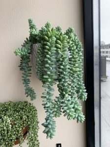 Donkey Tail Succulent Care and Propagation - Succulent Garden Web