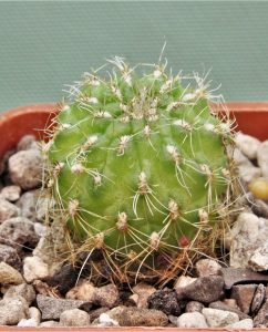 10 Succulents That Look Like Animals - Succulent Garden Web