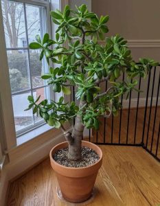 7 Succulents That Look Like Trees - Succulent Garden Web
