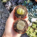 Beautiful Succulents That Look Like Lips - Succulent Garden Web