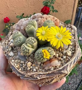 How to Grow and Care for Living Stone Plants - Succulent Garden Web