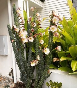 Peruvian Apple Cactus Care and Growing Guide - Succulent Garden Web