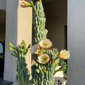 Peruvian Apple Cactus Care and Growing Guide - Succulent Garden Web