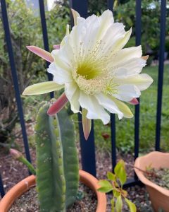 Peruvian Apple Cactus Care and Growing Guide - Succulent Garden Web