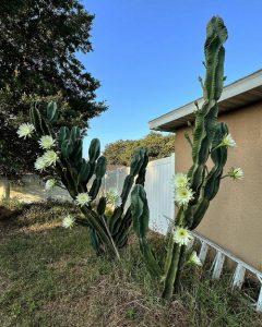 Peruvian Apple Cactus Care and Growing Guide - Succulent Garden Web
