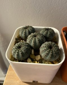 10 Succulents That Look Like Animals - Succulent Garden Web