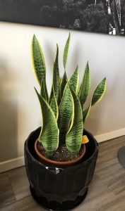 10 Succulents That Look Like Animals - Succulent Garden Web