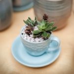 35 Creative Ideas for Growing Succulents in Teacups and Coffee Mugs ...
