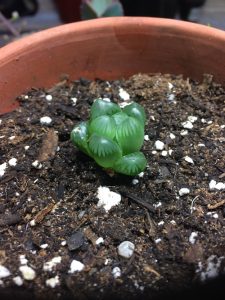 7 Crystal Clear Succulents That Look Transparent and Rare - Succulent ...