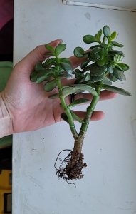 4 Easiest Jade Plant Propagation Ideas - Succulent Garden Web