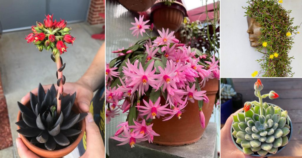 25 Beautiful Succulents with Different Color Flowers - Succulent Garden Web