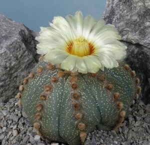 List of Spineless Cactus Varieties - Succulent Garden Web