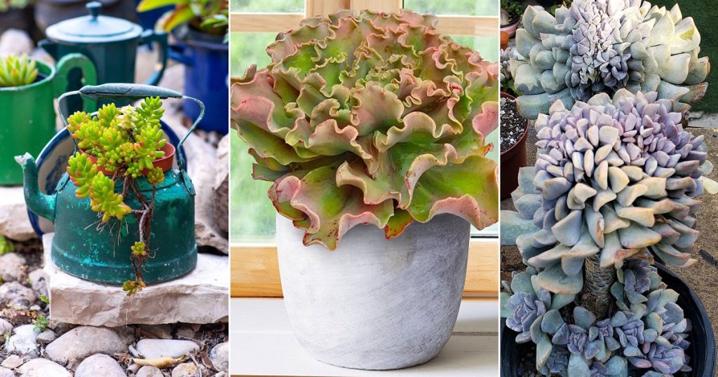 14 Imperial Succulents With Purple Flowers - Succulent Garden Web