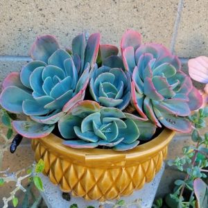 11 Best Blue Succulents to Brighten Up Your Garden - Succulent Garden Web