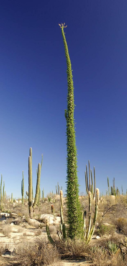 15 Succulents That Grow Straight Up - Succulent Garden Web