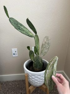 Why is My Cactus Leaning And Falling Over: Reasons and Solutions