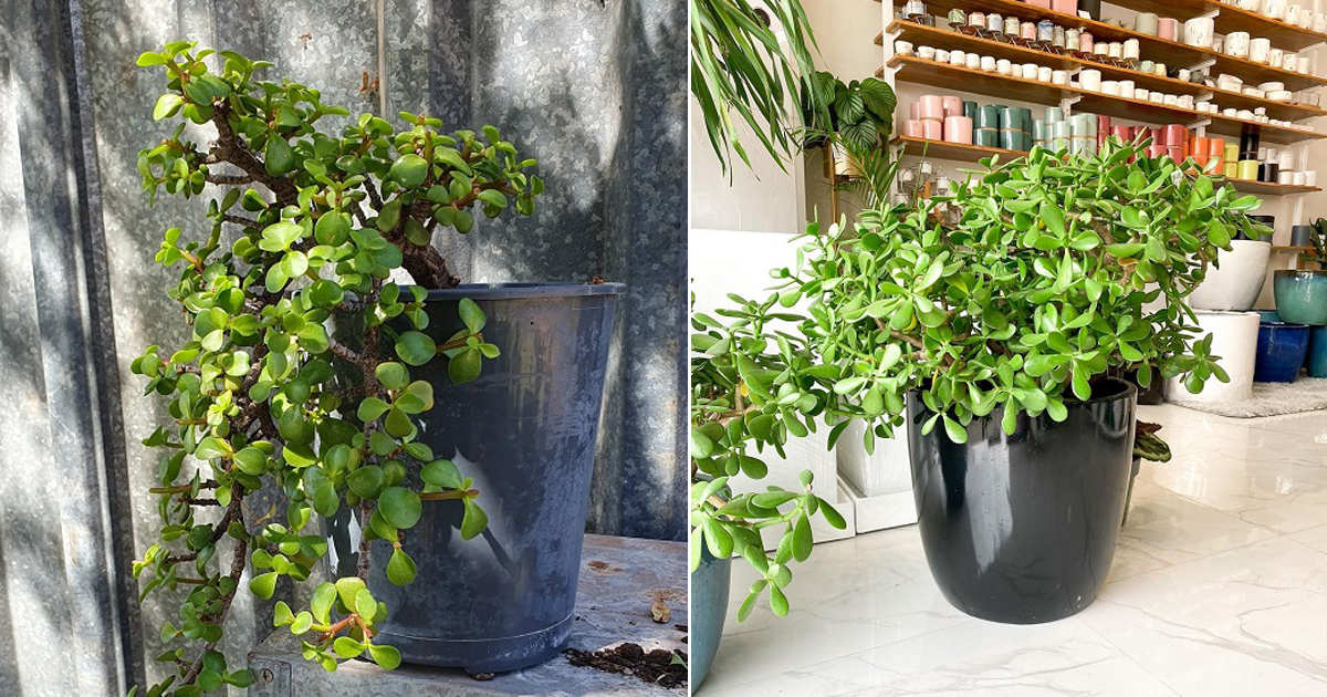 Elephant Bush vs Jade Plant—Differences and Similarities - Succulent ...