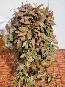 15 Rare and Exotic Hoya Varieties - Succulent Garden Web