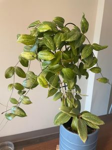 15 Rare and Exotic Hoya Varieties - Succulent Garden Web